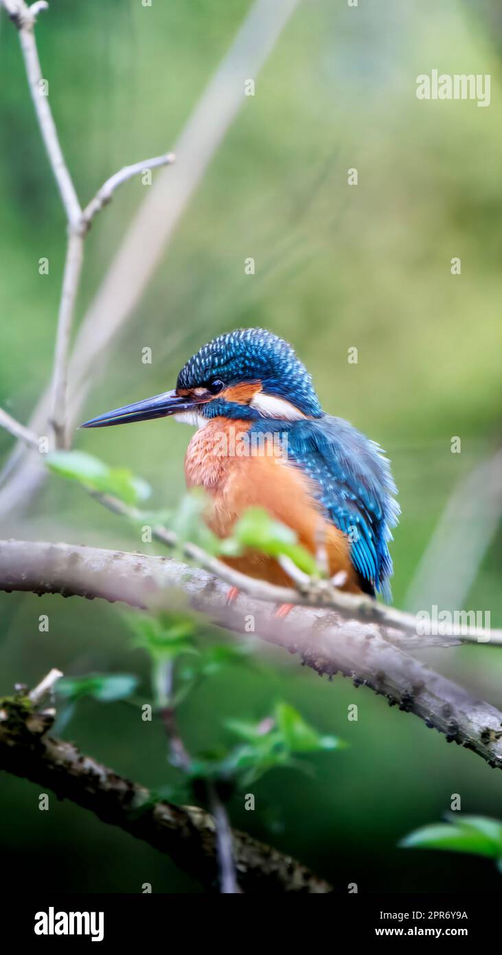 Small, beady-eyed bird perched atop a leafy tree branch Stock Photo - Alamy