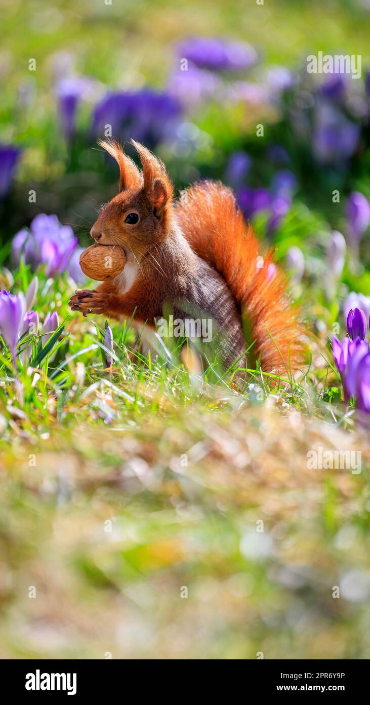 A vertical of a squirrel eating a walnut, sitting in green grass and ...