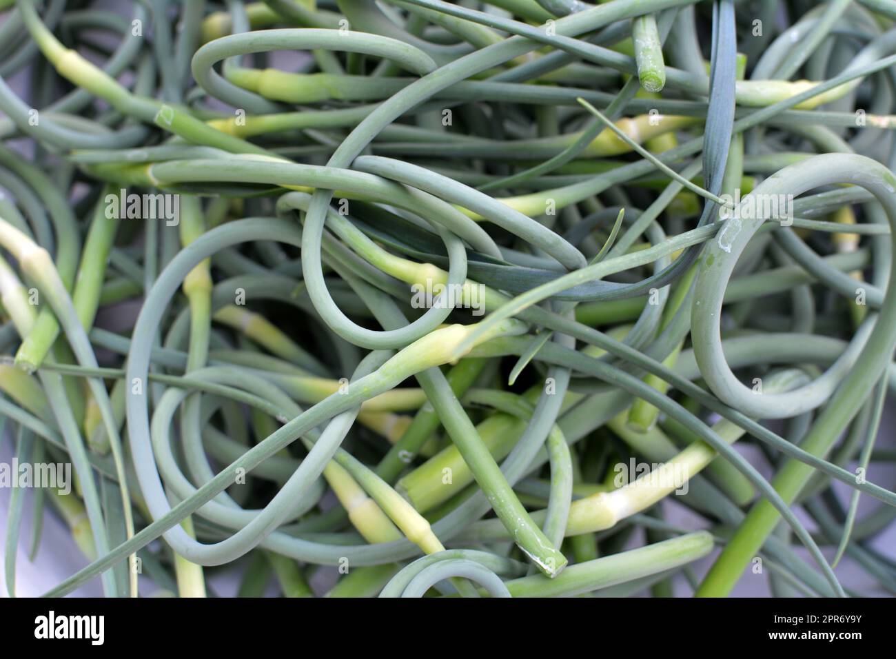 In the pile are young harvested garlic arrows Stock Photo - Alamy