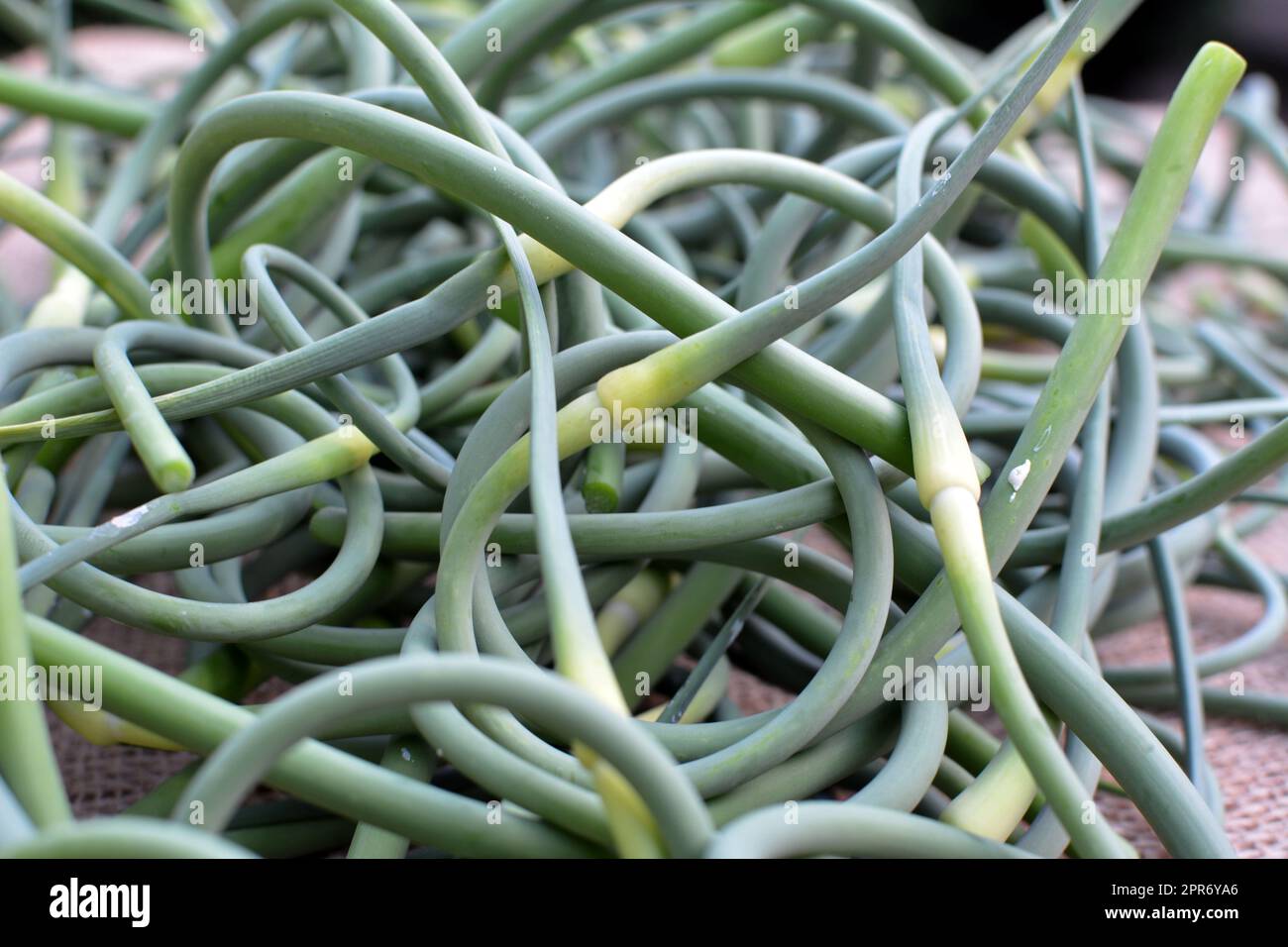 In the pile are young harvested garlic arrows Stock Photo - Alamy
