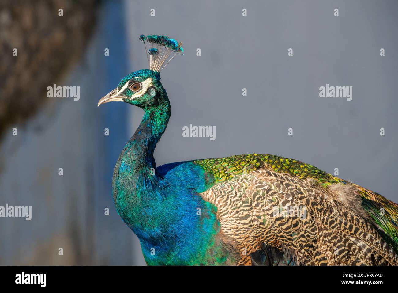 Indian Peafowl (Pavo cristatus Stock Photo - Alamy