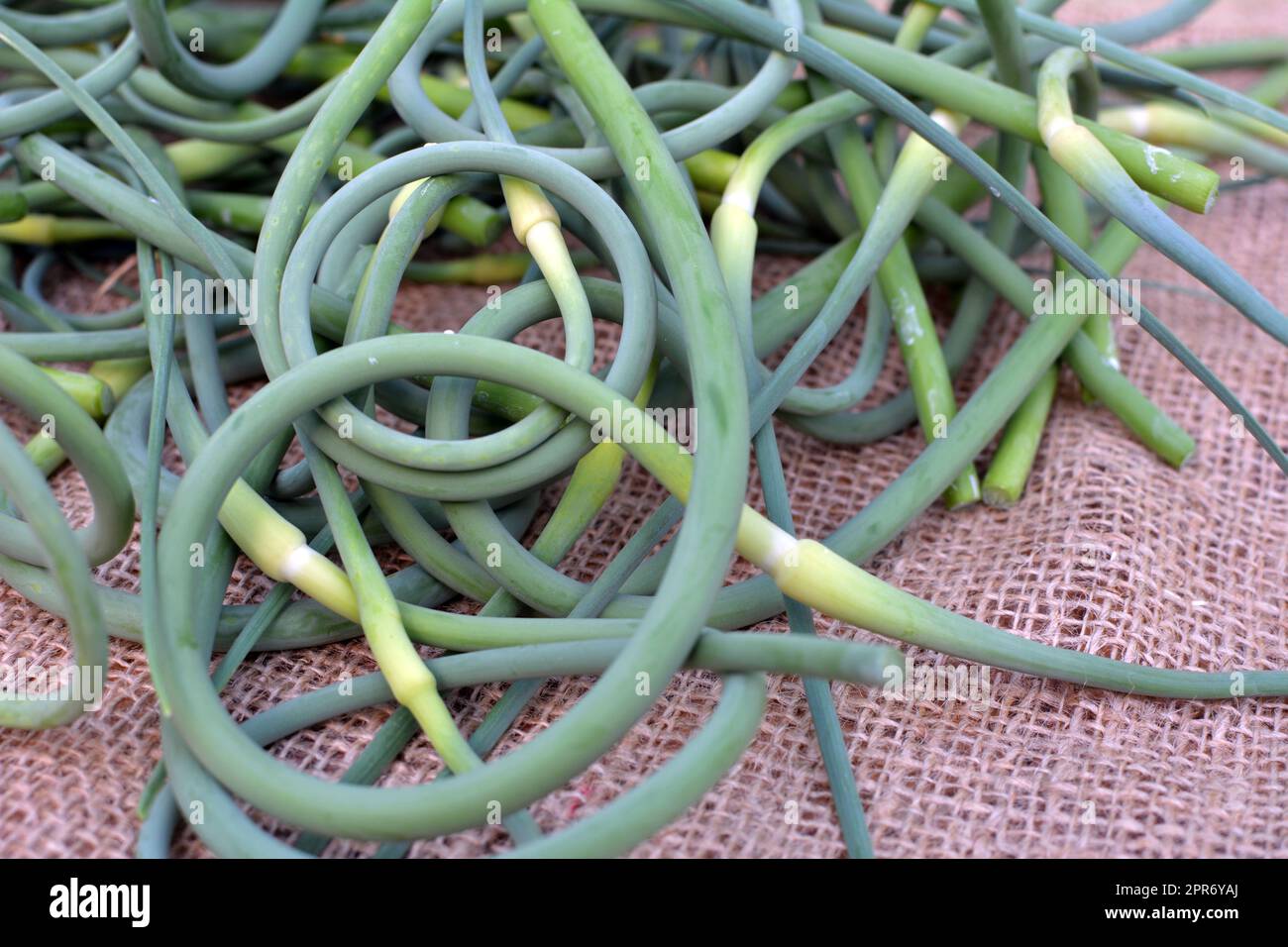 In the pile are young harvested garlic arrows Stock Photo - Alamy