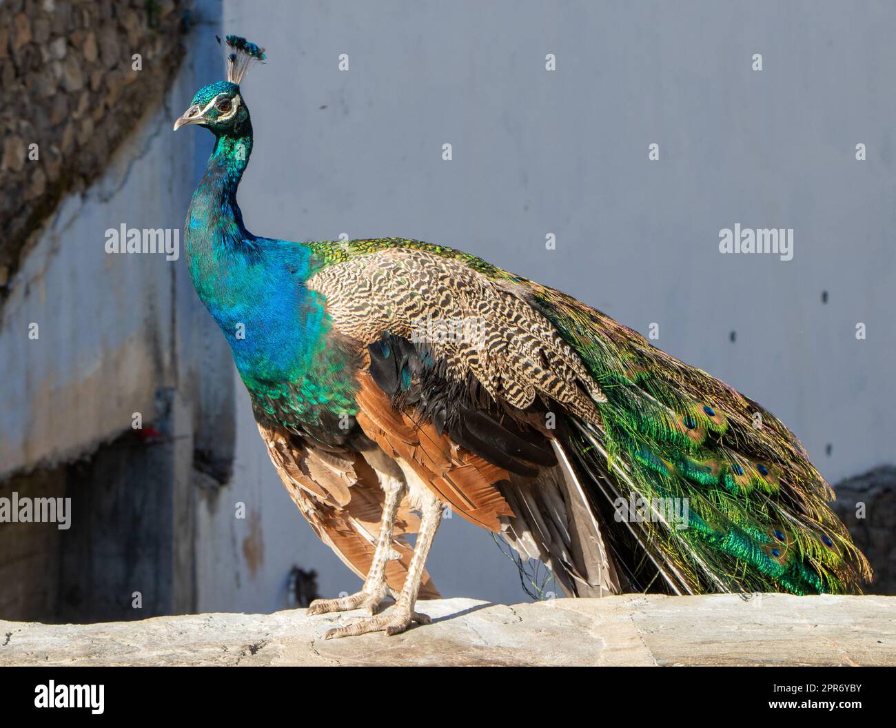 Indian Peafowl (Pavo cristatus Stock Photo - Alamy