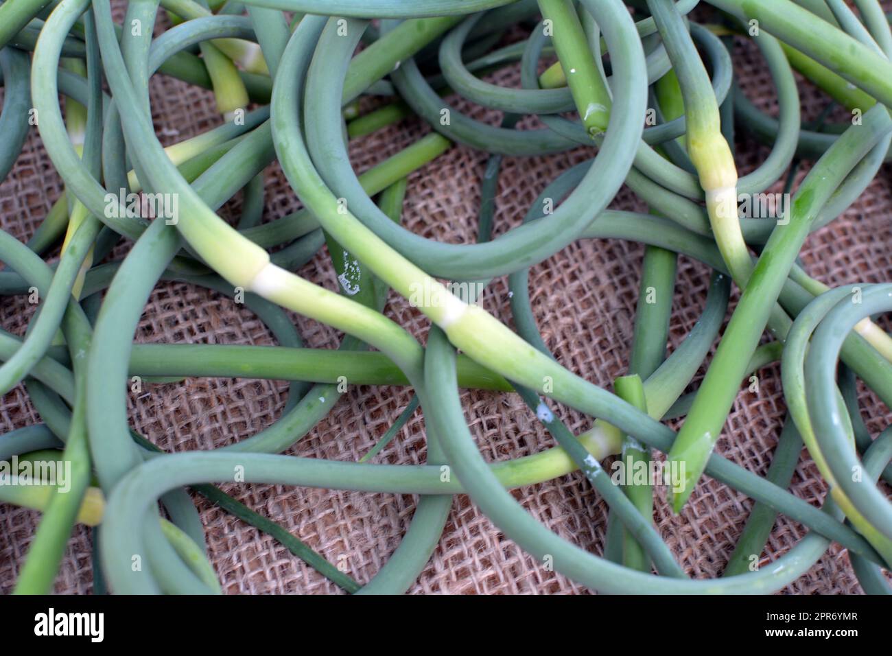 In the pile are young harvested garlic arrows Stock Photo - Alamy