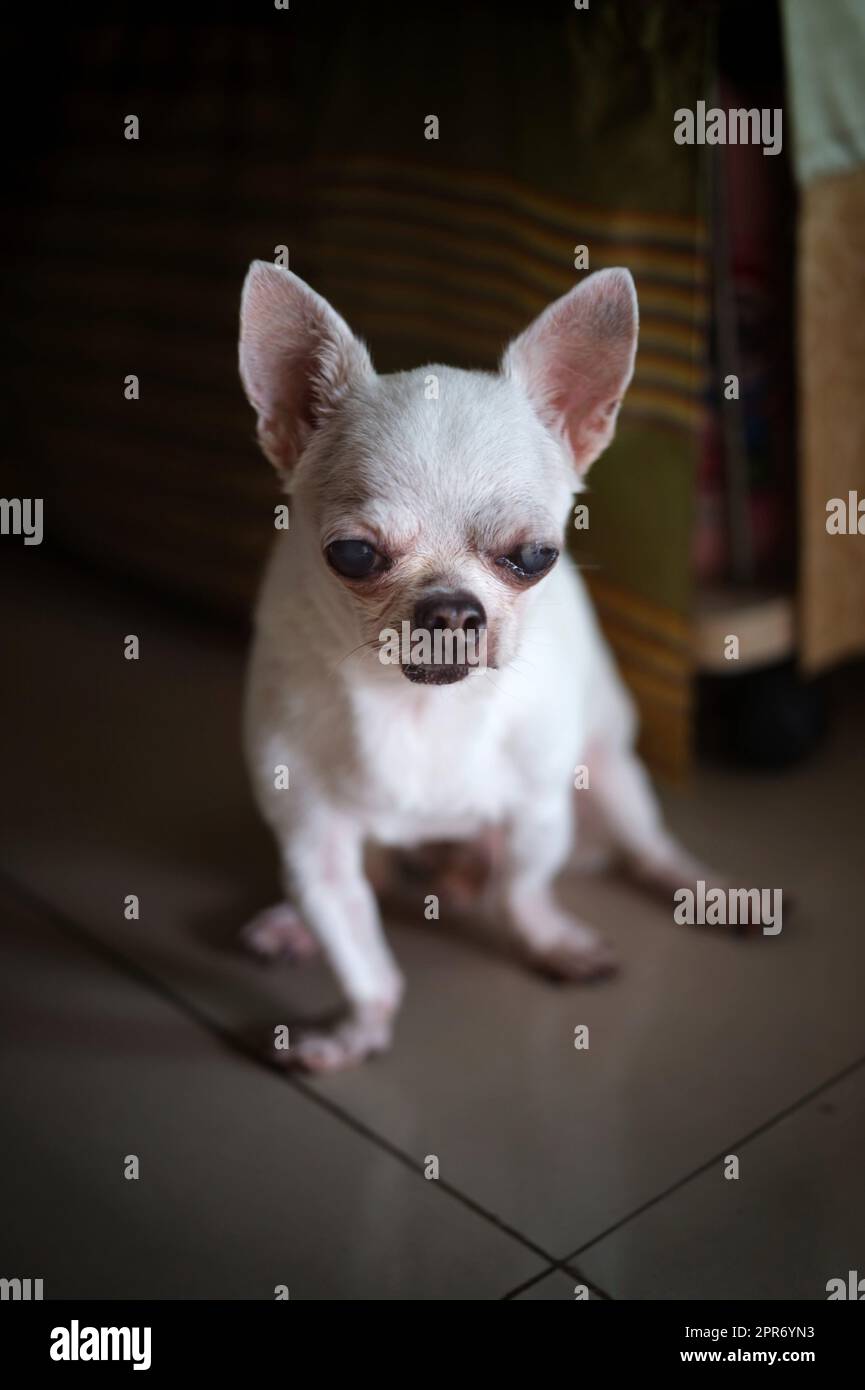 Sad chihuahua hi-res stock photography and images - Alamy