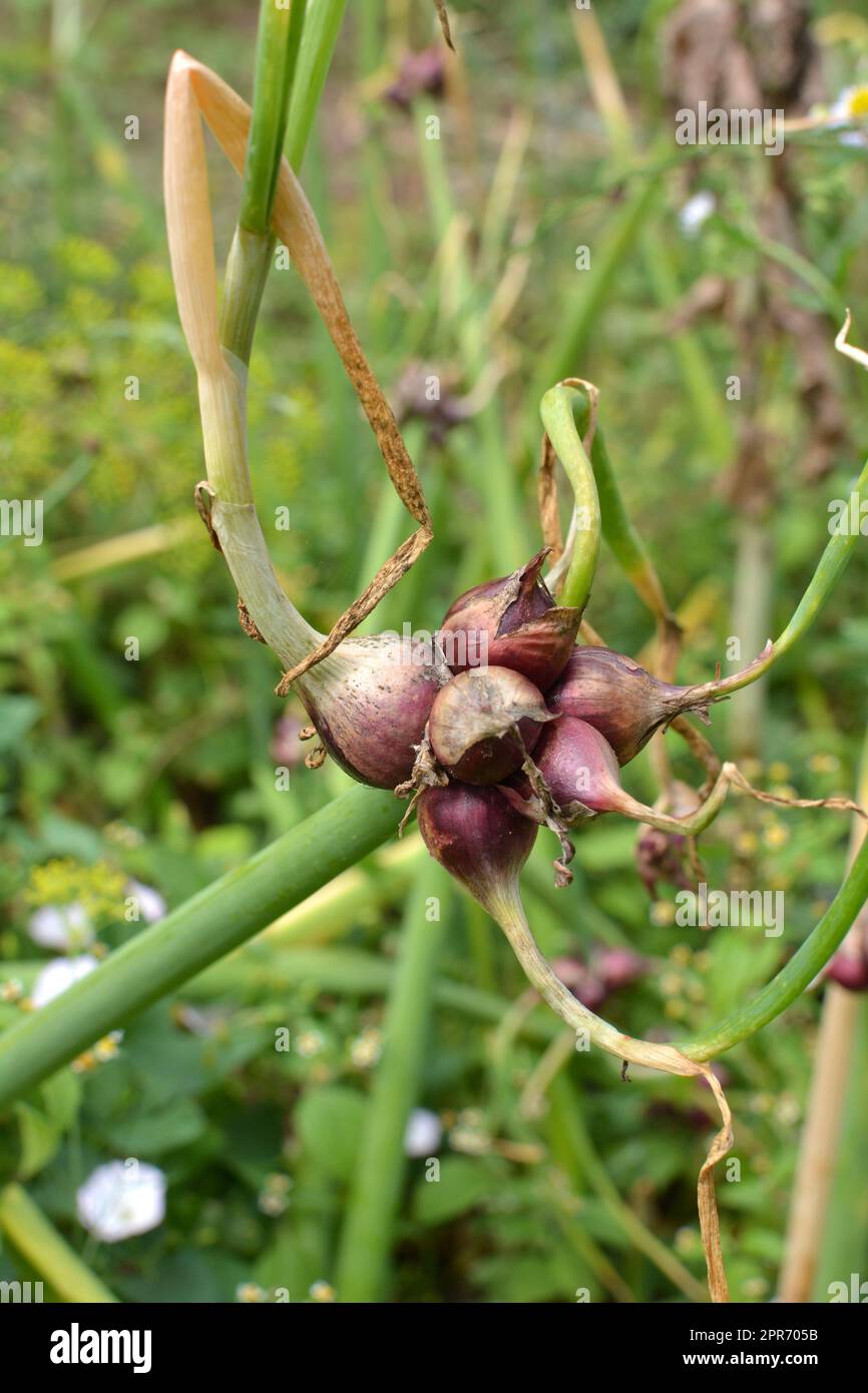 Tiered onion hi-res stock photography and images - Alamy