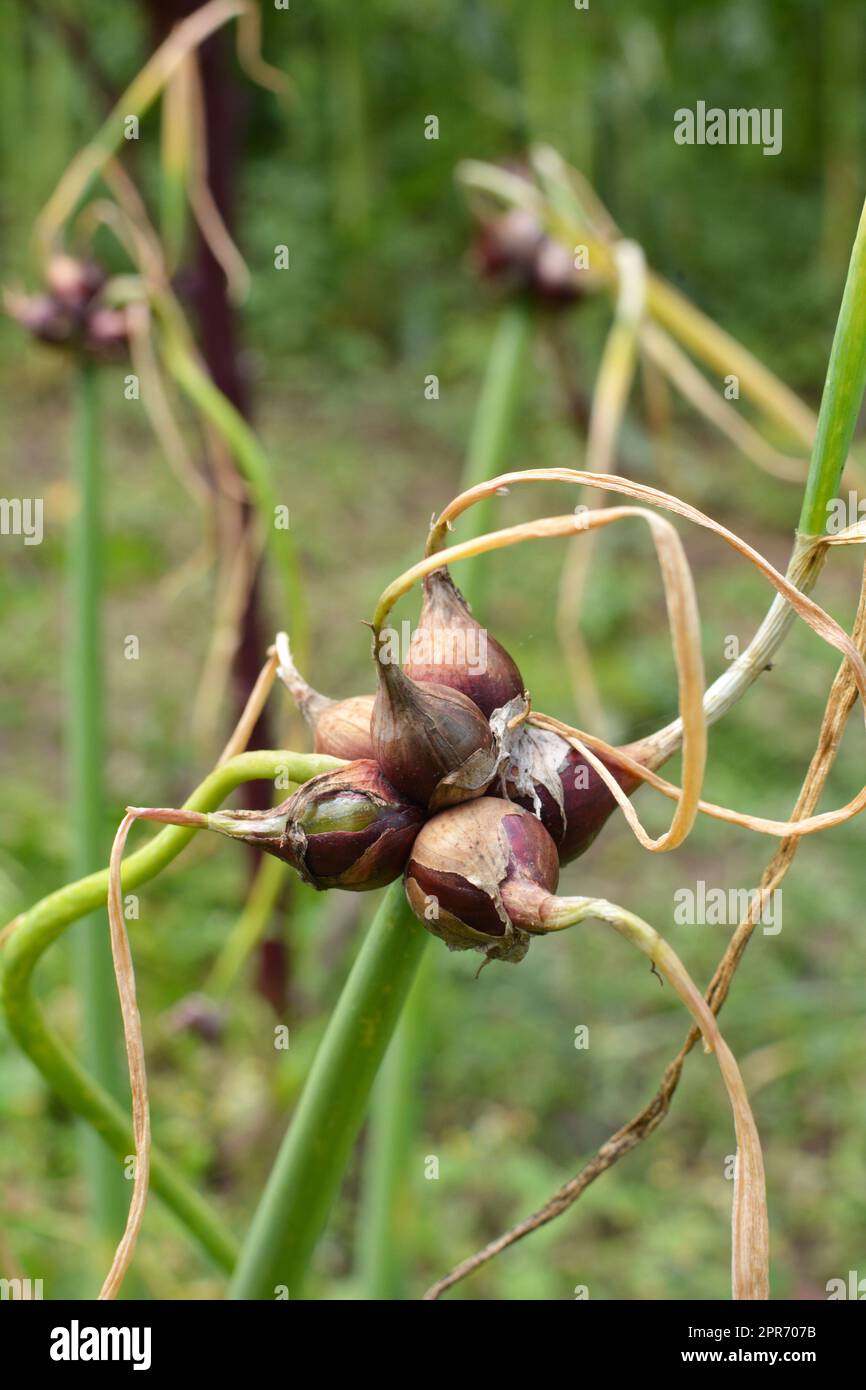 In the garden grows multi-tiered onion with air bulbs Stock Photo - Alamy