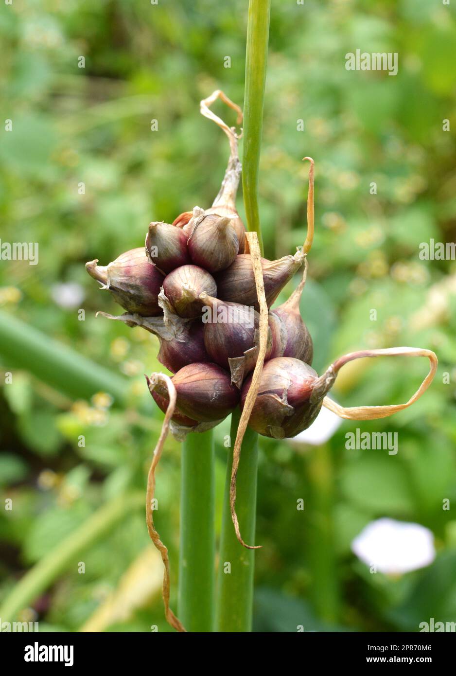 In the garden grows multi-tiered onion with air bulbs Stock Photo - Alamy