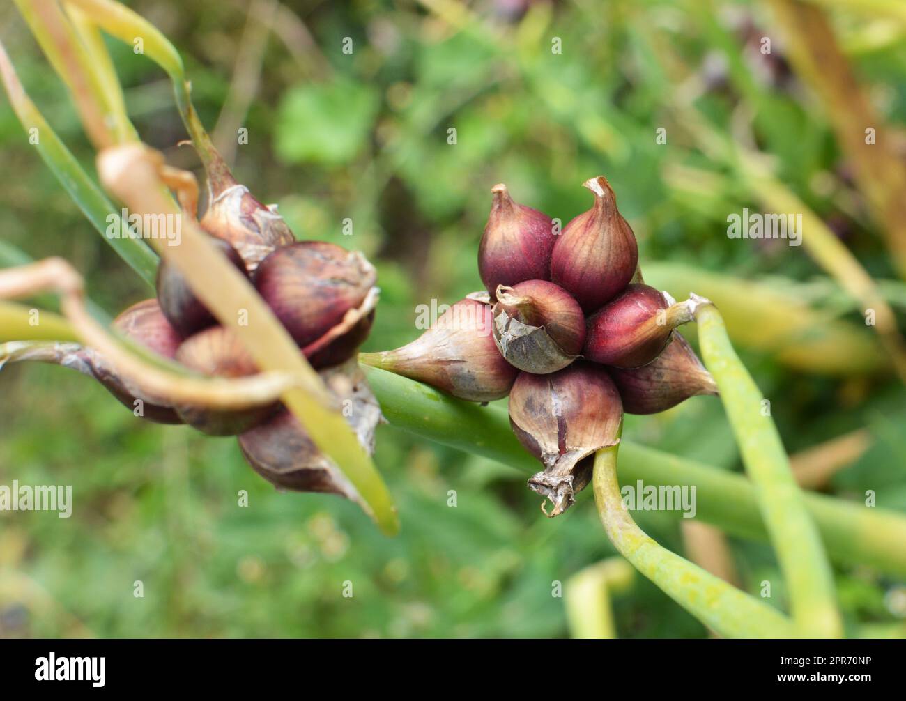 In the garden grows multi-tiered onion with air bulbs Stock Photo - Alamy