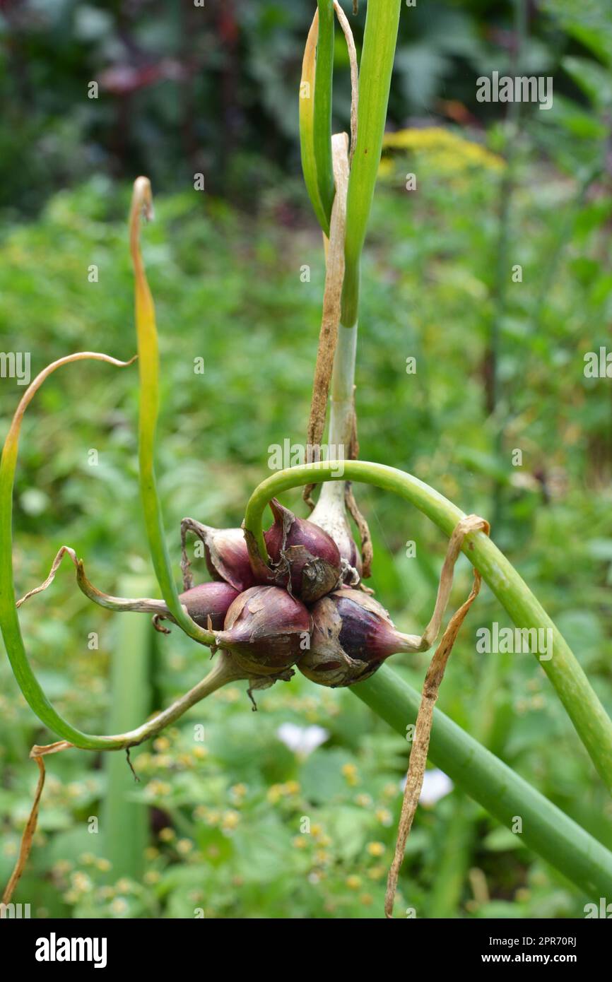 In the garden grows multi-tiered onion with air bulbs Stock Photo - Alamy