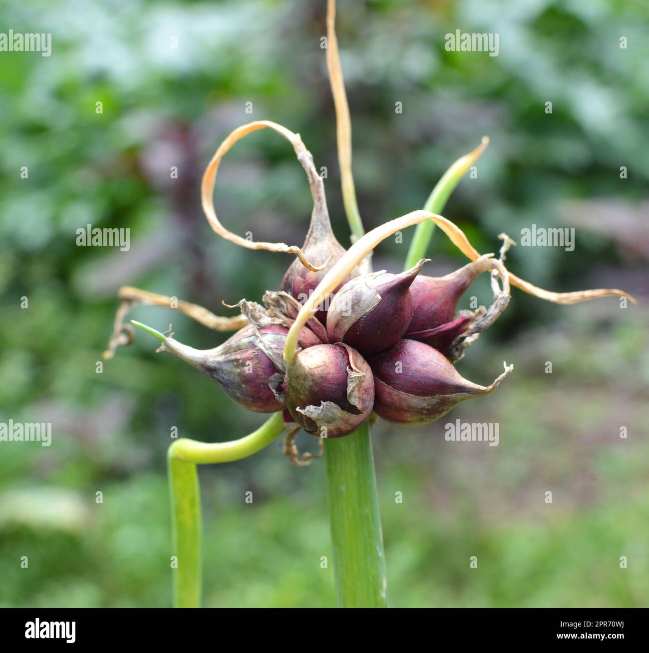 In the garden grows multi-tiered onion with air bulbs Stock Photo - Alamy