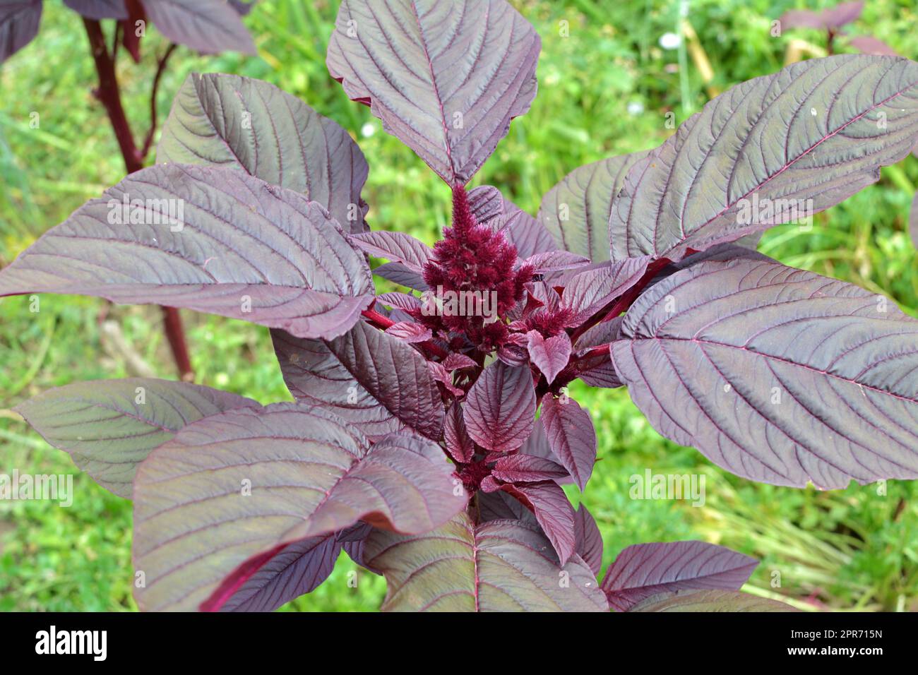 In the summer, amaranth blooms in the garden Stock Photo - Alamy