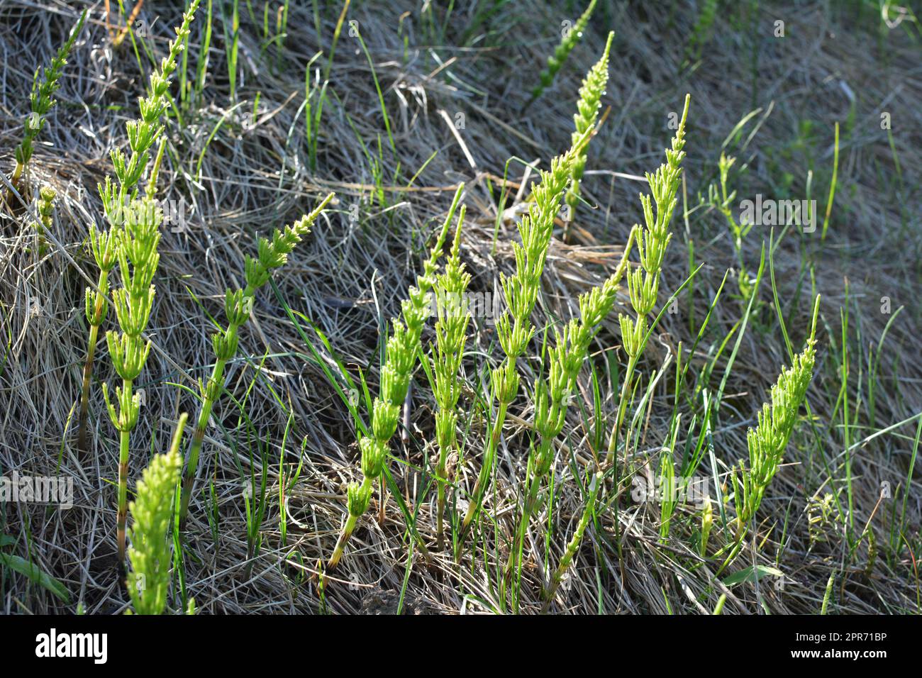 Horsetail field (Equisetum arvense) grows in the wild Stock Photo - Alamy