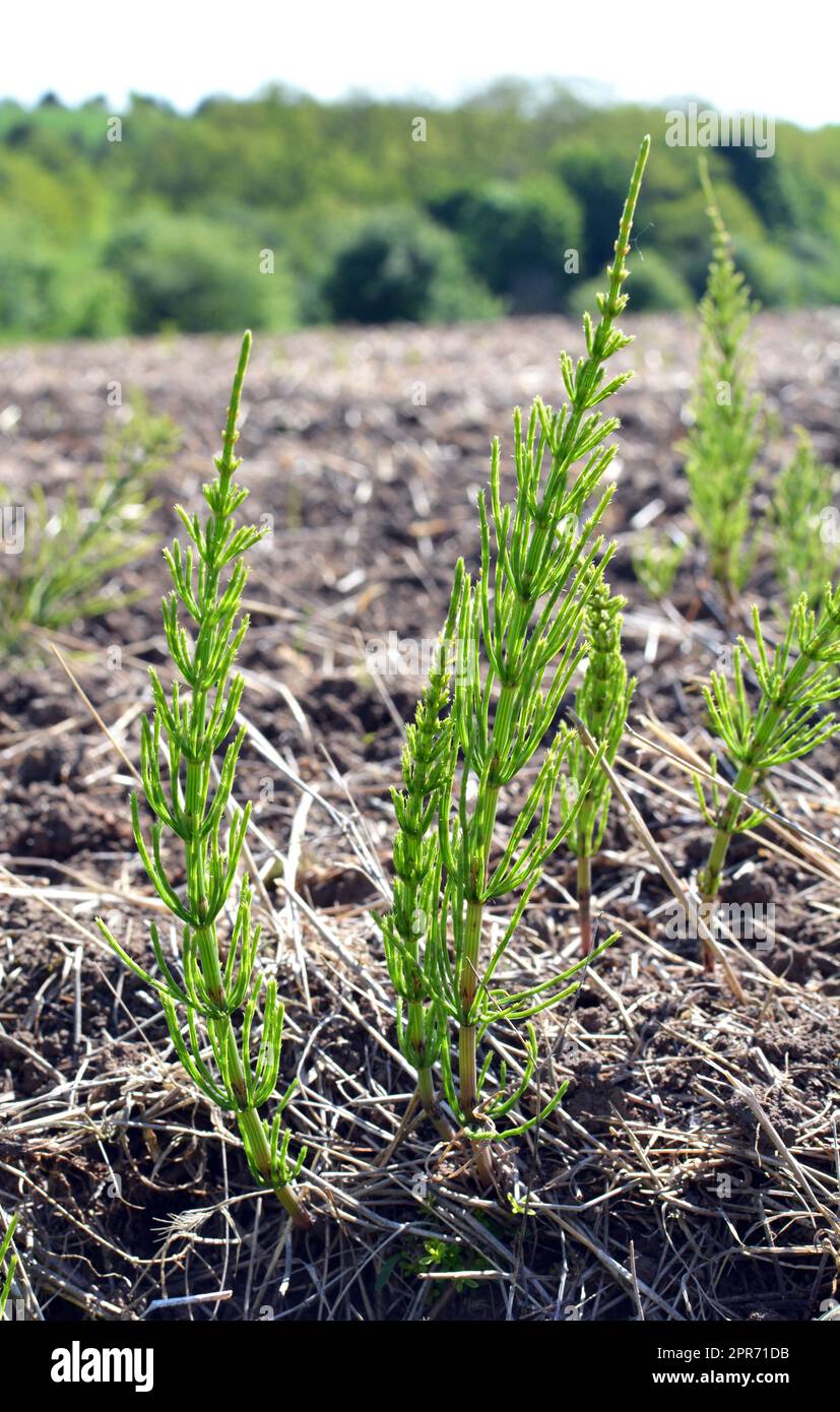 Horsetail field (Equisetum arvense) grows in the wild Stock Photo - Alamy