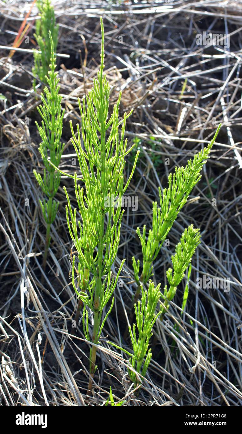 Horsetail field (Equisetum arvense) grows in the wild Stock Photo - Alamy