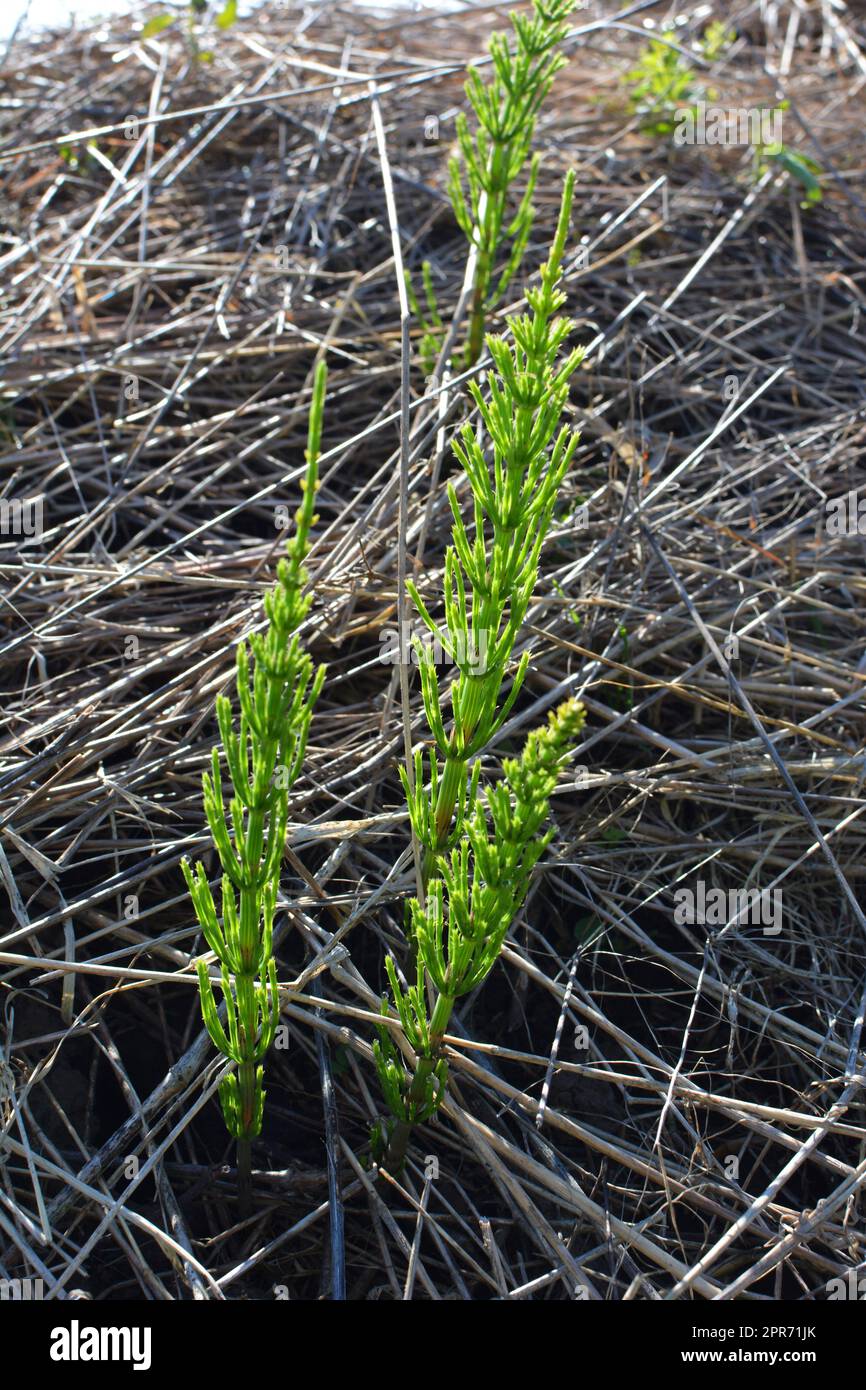 Horsetail field (Equisetum arvense) grows in the wild Stock Photo - Alamy