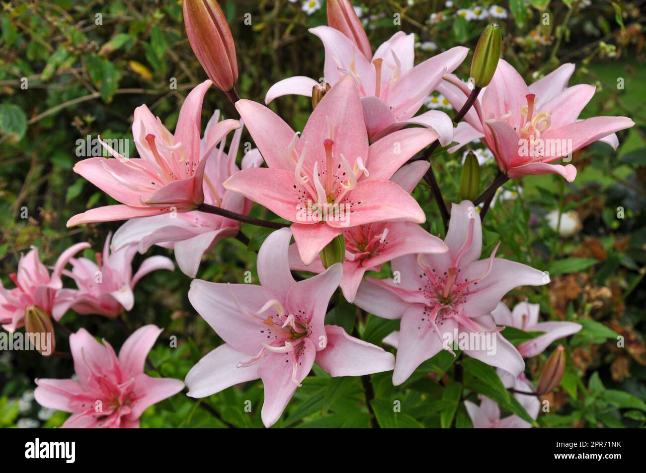Pink lily beauty Stock Photo - Alamy