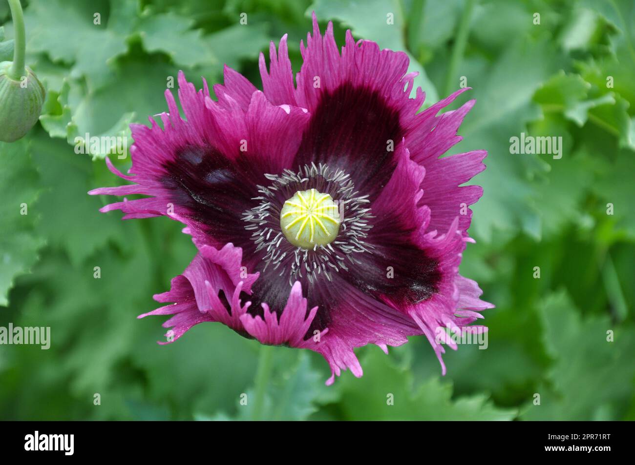 Beautiful purple poppy Stock Photo - Alamy