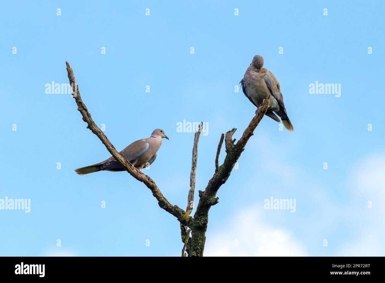 Eurasian Collared Doves (Streptopelia decaocto Stock Photo - Alamy