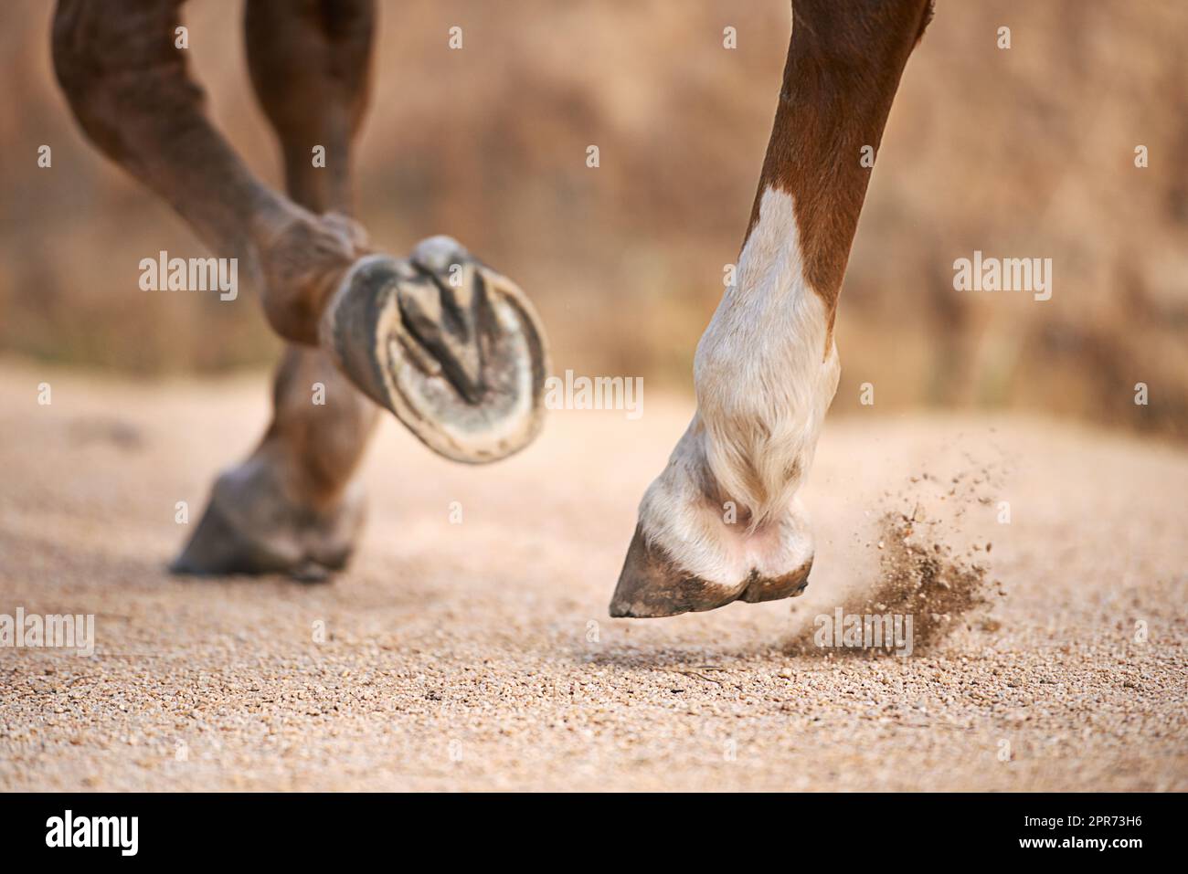 Horse Hoof Running