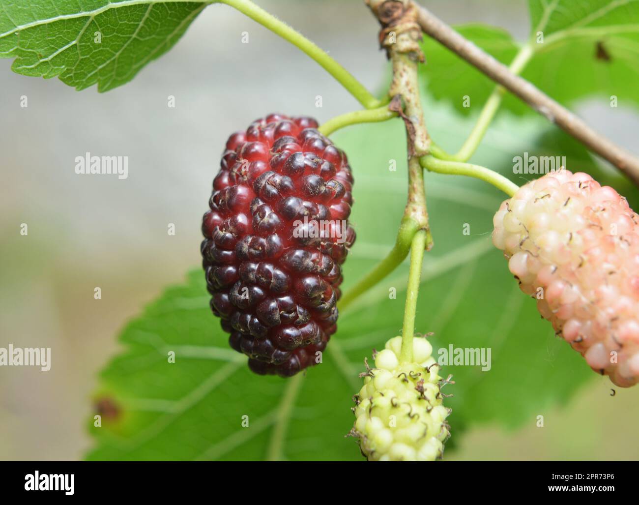 Close up of black mulberry berries (Morus nigra) ripen on a tree branch ...