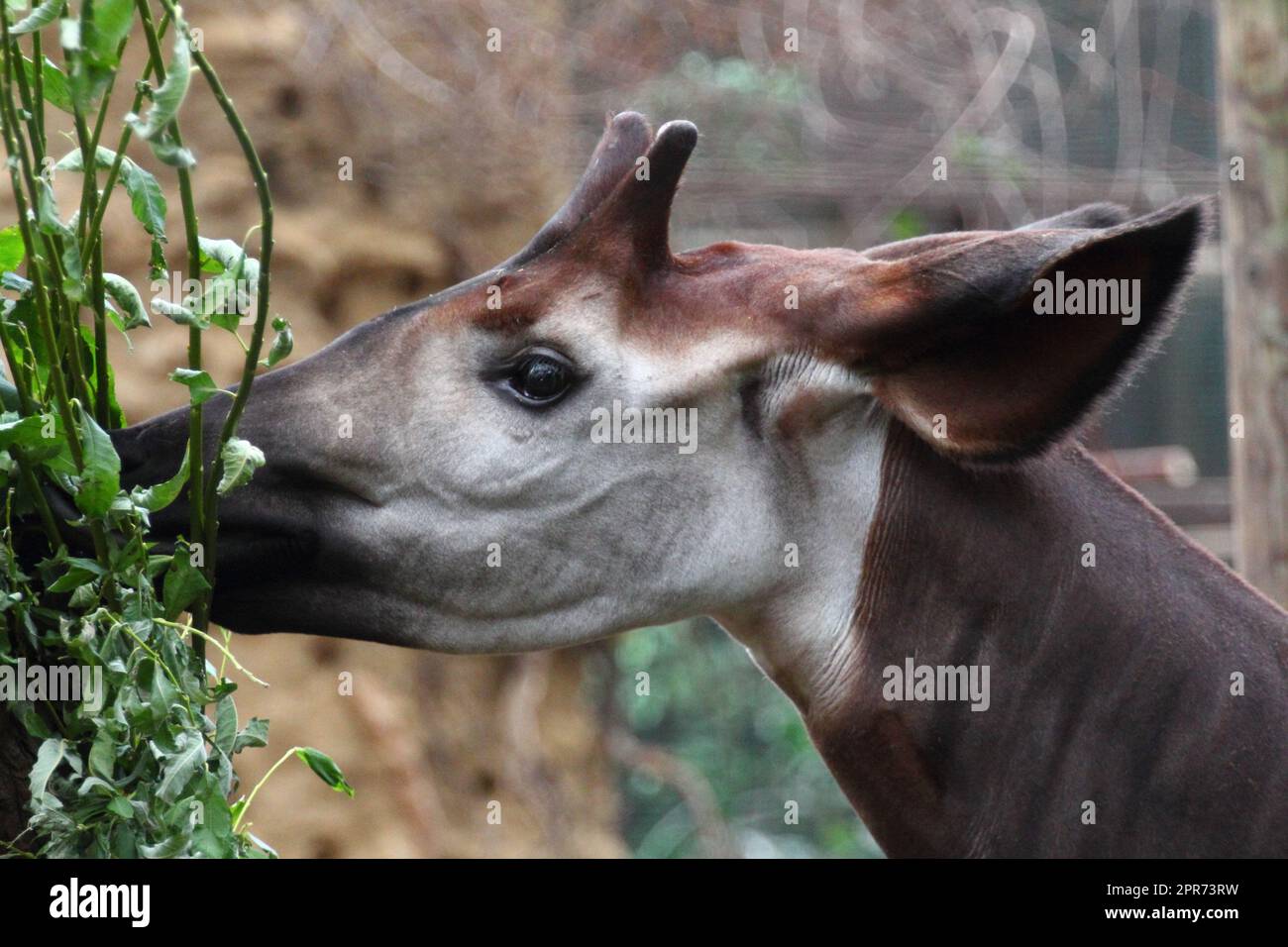 Okapi (Okapia johnstoni Stock Photo - Alamy