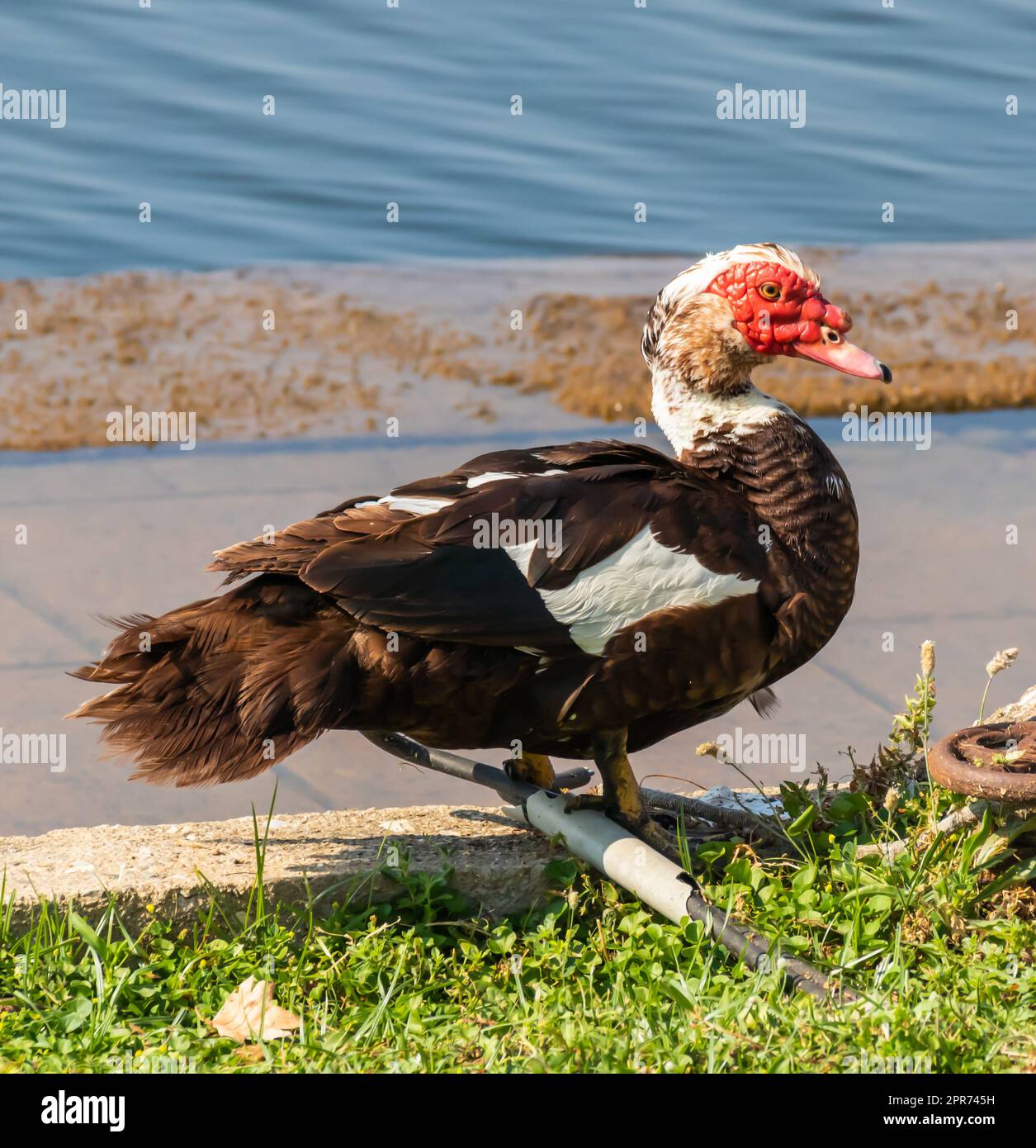Red-Faced Musky Duck Around the Lake Stock Photo - Alamy