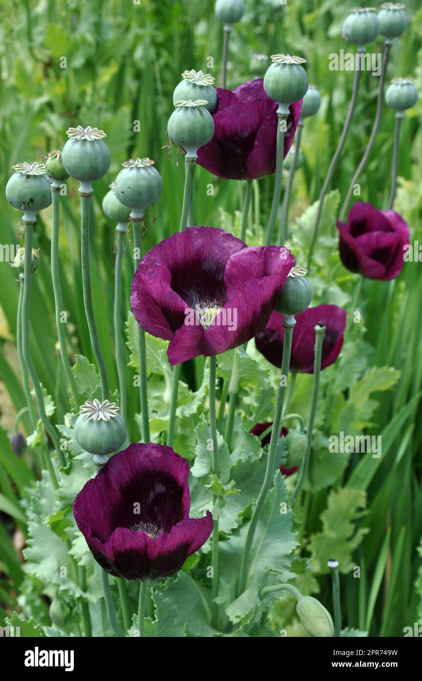 Purple poppy beauty Stock Photo - Alamy