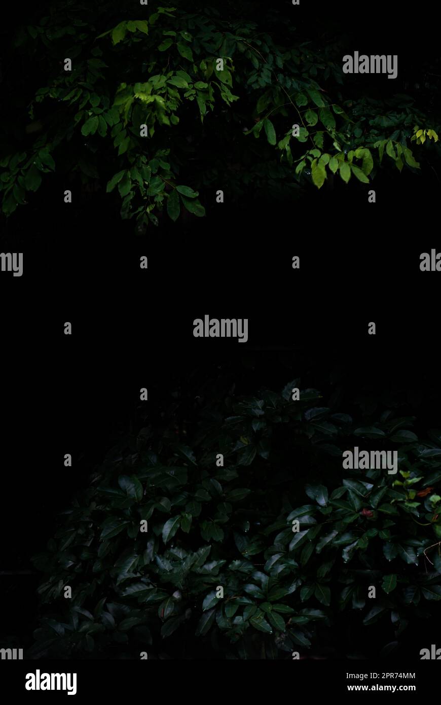 Dark plants hi-res stock photography and images - Alamy