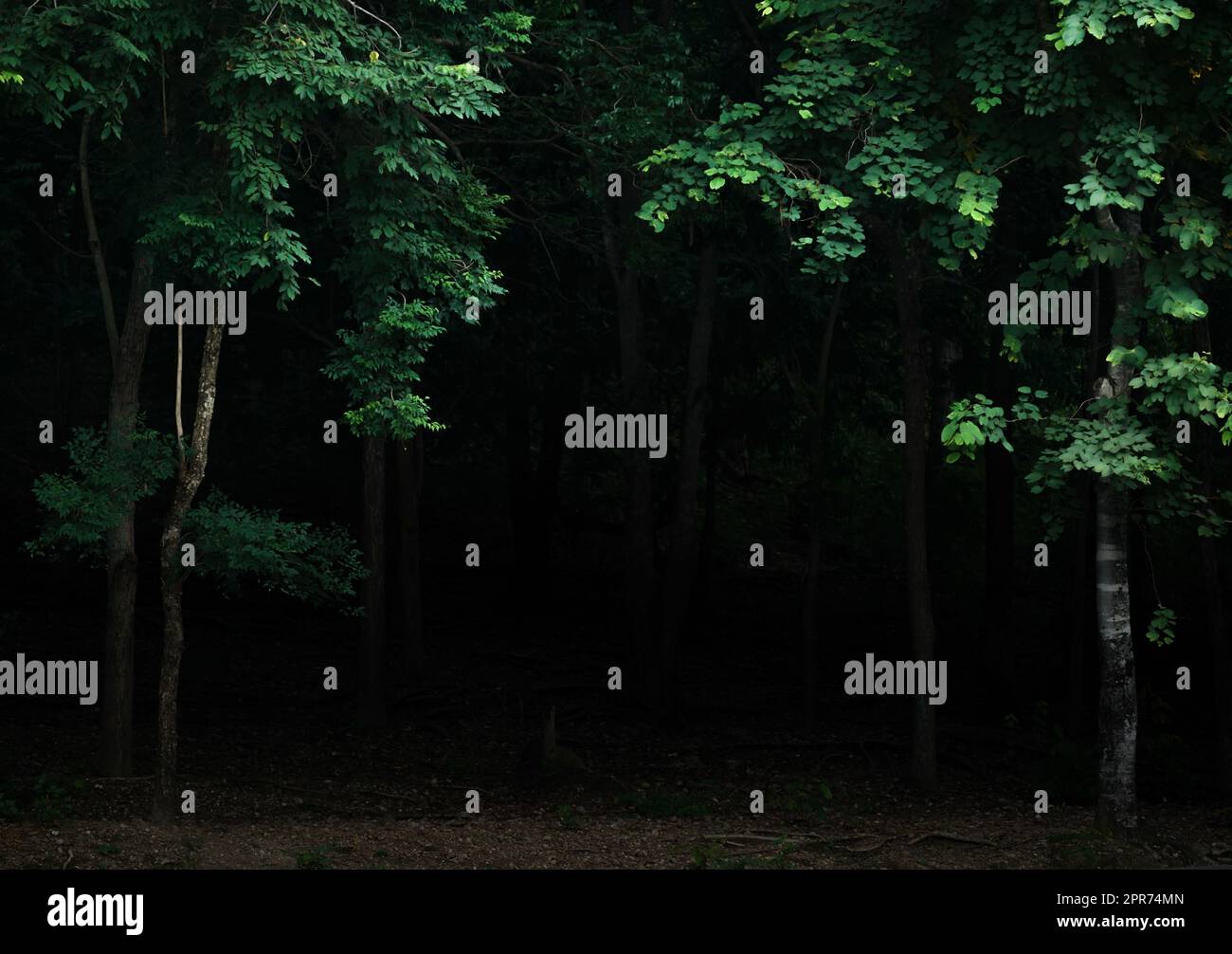 Tropical forest foliage plants bushes dark night Stock Photo - Alamy