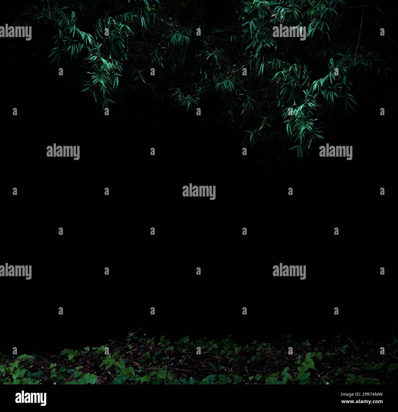 Tropical forest foliage plants bushes dark night Stock Photo - Alamy