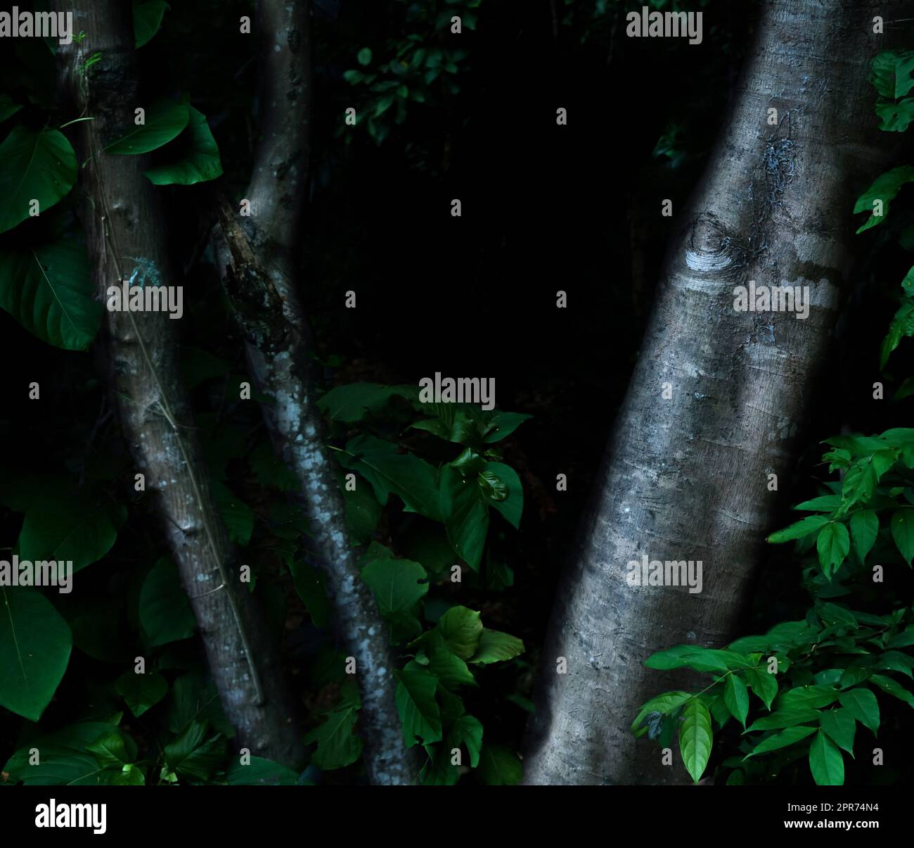 Tropical forest foliage plants bushes dark night Stock Photo - Alamy