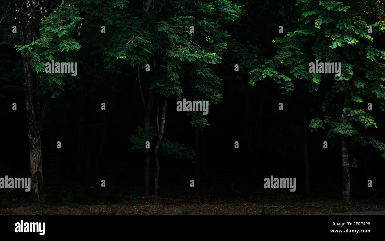 Tropical forest foliage plants bushes dark night Stock Photo - Alamy