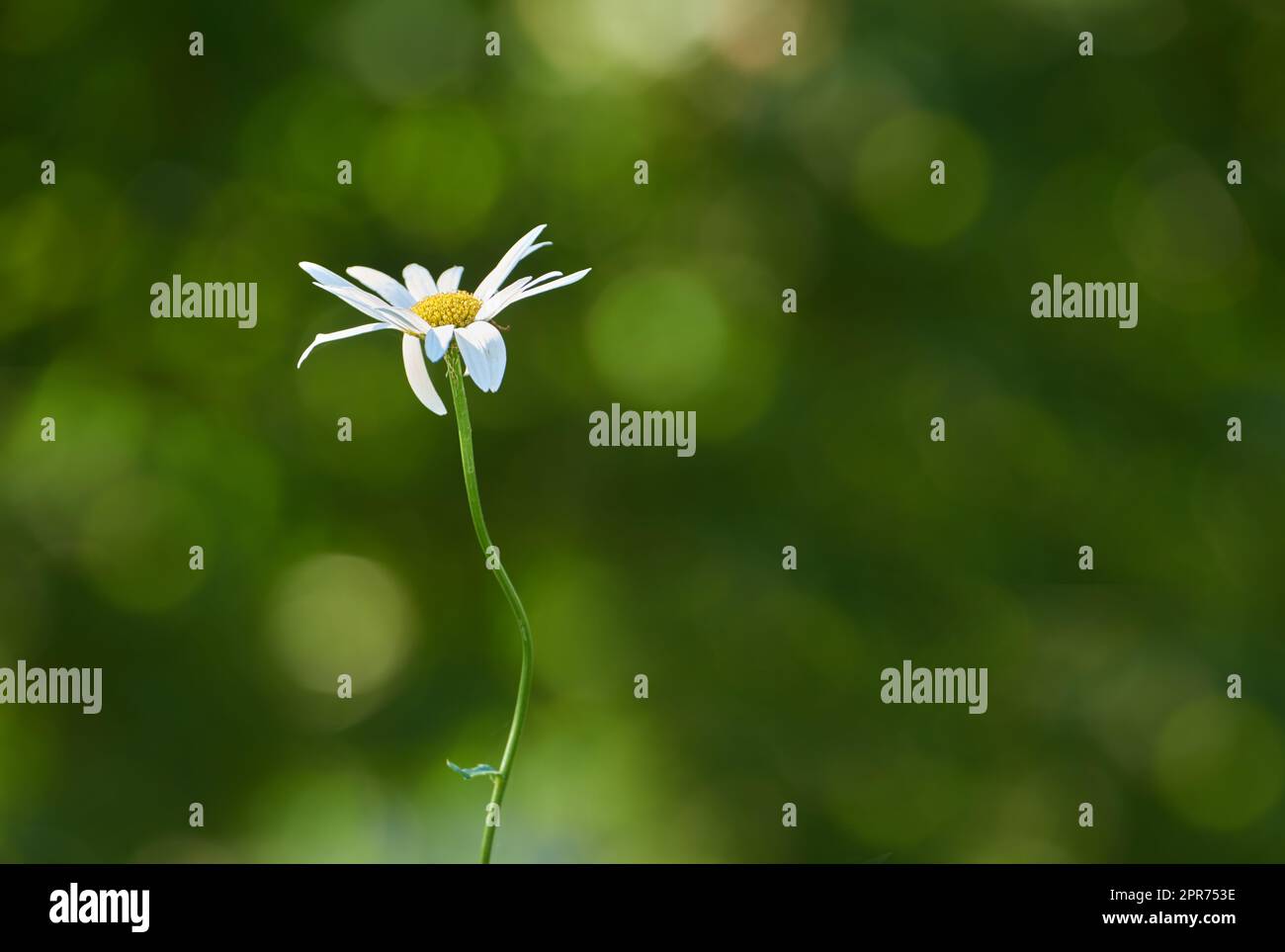 Single flower white background hi-res stock photography and images - Alamy
