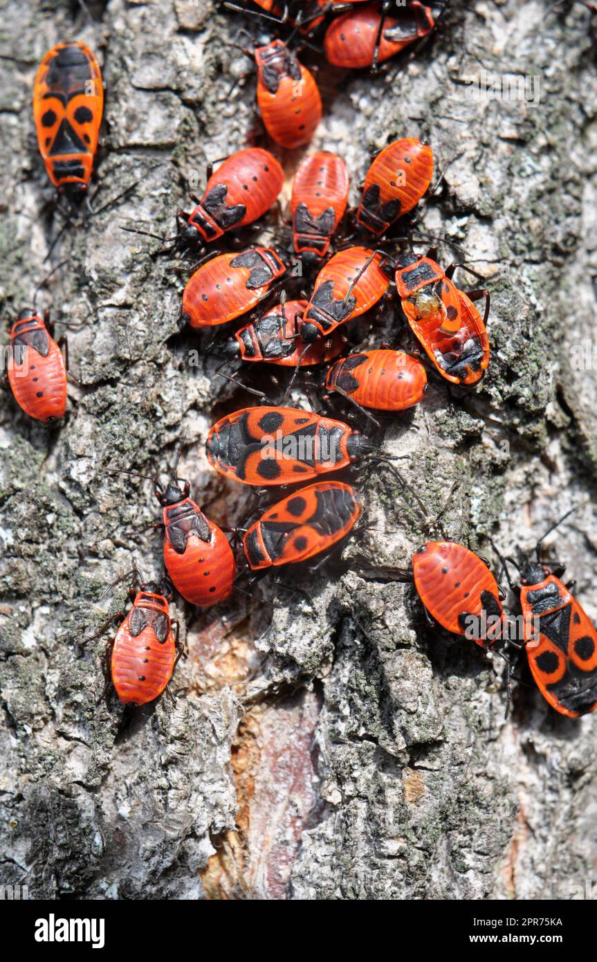 Colony of Pyrrhocoris apterus beetles in the wild on a tree trunk Stock ...
