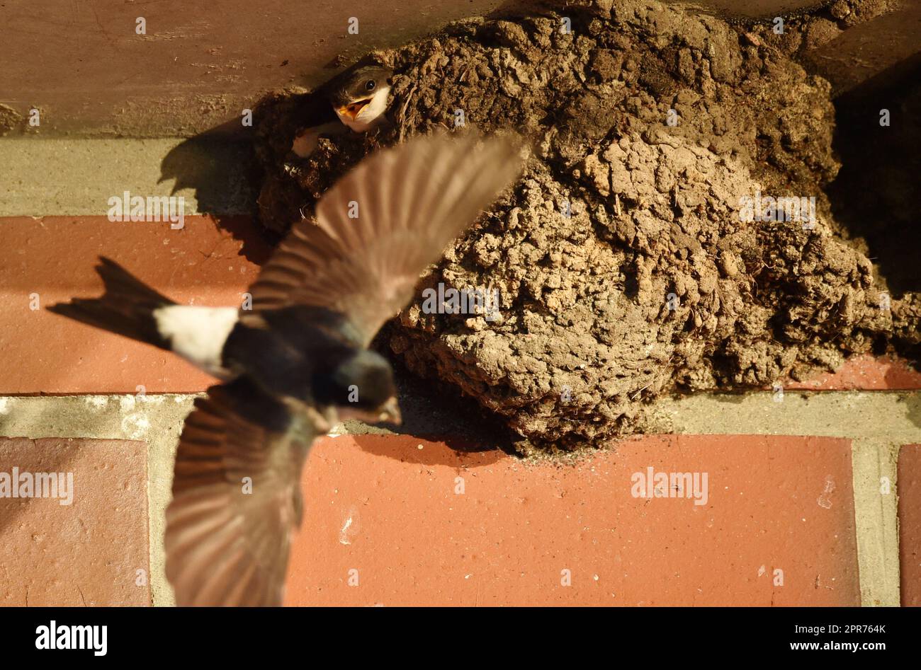 House martin chick nest hi-res stock photography and images - Alamy