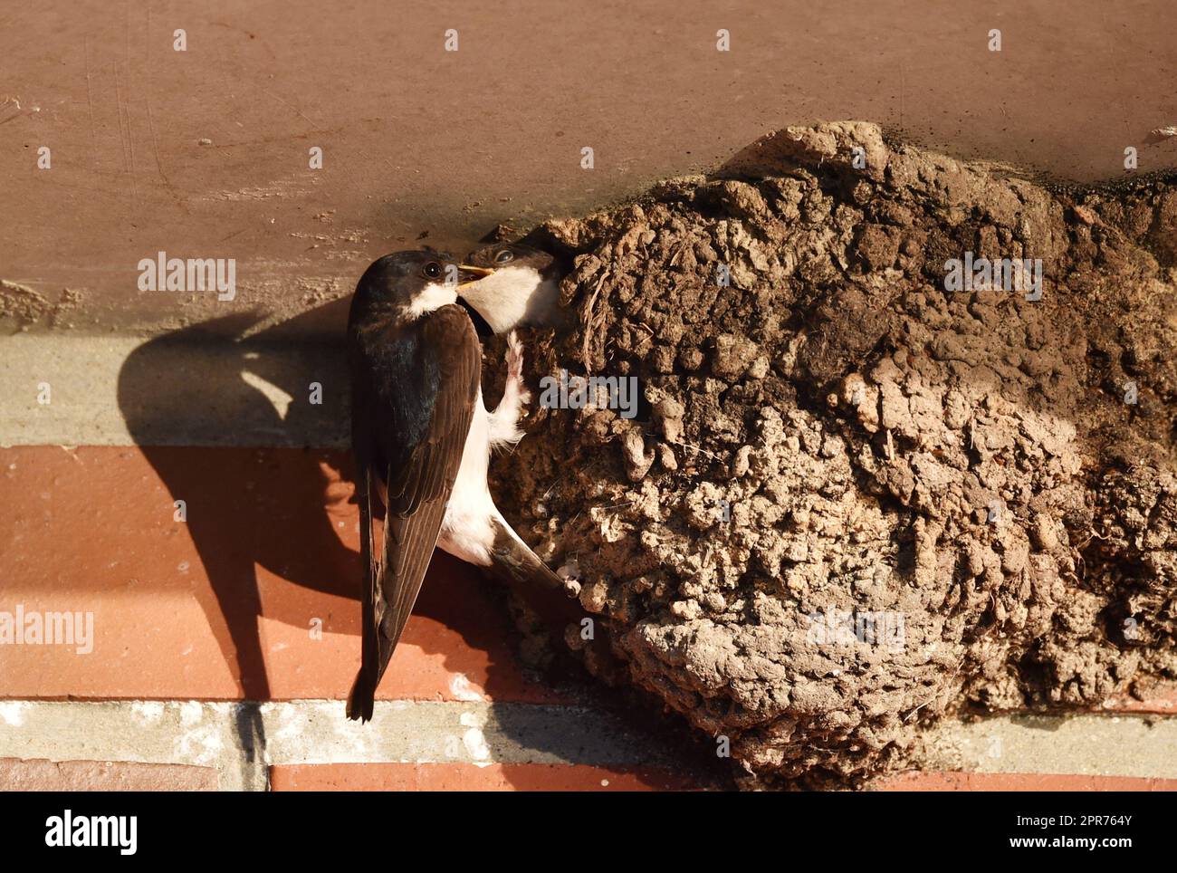 House martin chick nest hi-res stock photography and images - Alamy