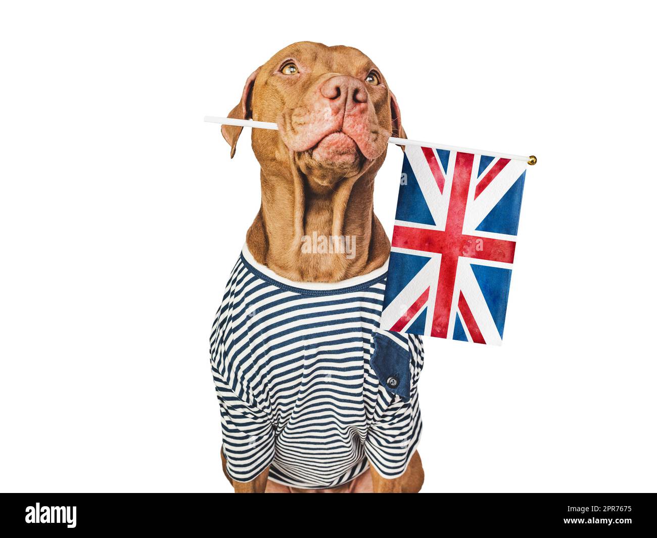 Lovable, pretty dog and British Flag. Closeup, indoors. Studio photo ...