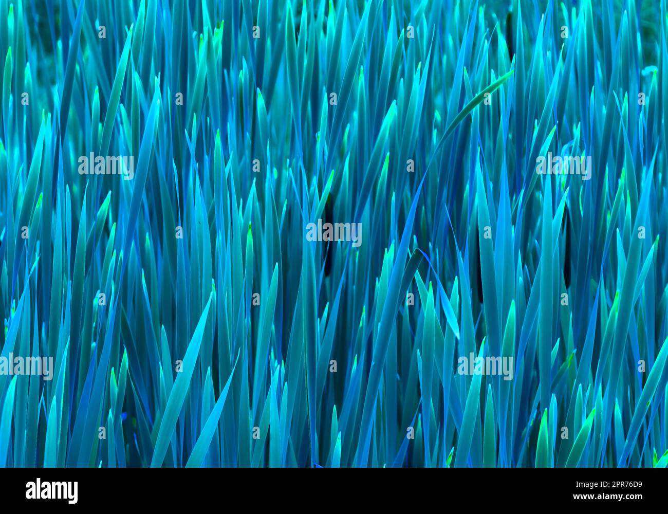 Closeup of bluegrass growing outside in a garden with copy space. Long ...