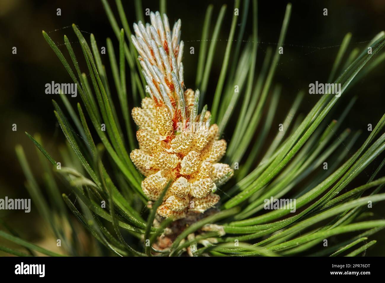 Boreal Forest Plants