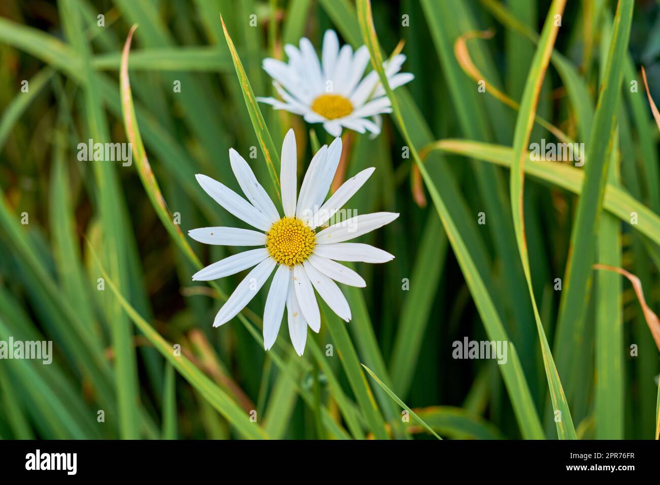 Small white daisy flowers hi-res stock photography and images - Alamy