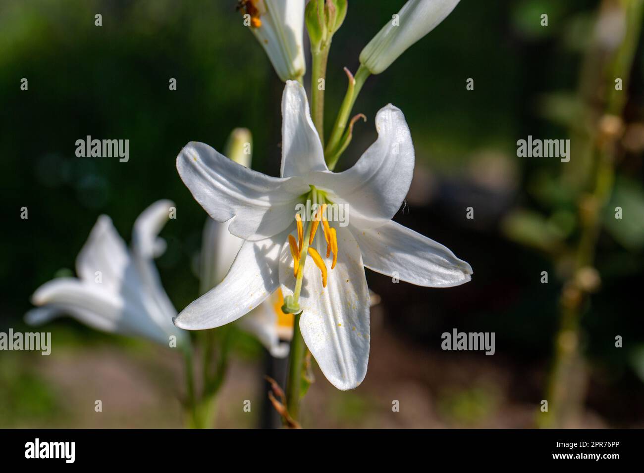 White lily flower and stamen and petals hi-res stock photography and ...