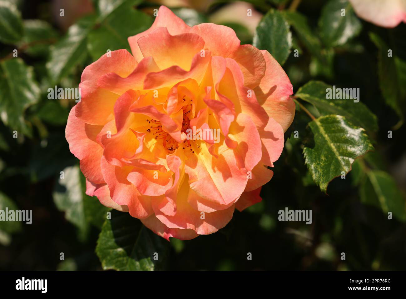 Yellow roses in field hi-res stock photography and images - Alamy