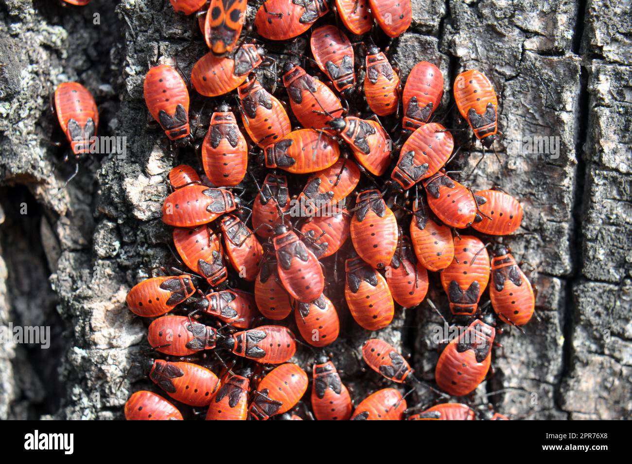 Colony of Pyrrhocoris apterus beetles in the wild on a tree trunk Stock ...