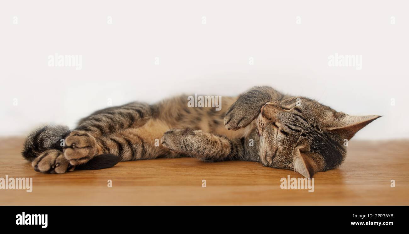 Lazy pet tabby cat lying on wooden floor inside against a white wall ...