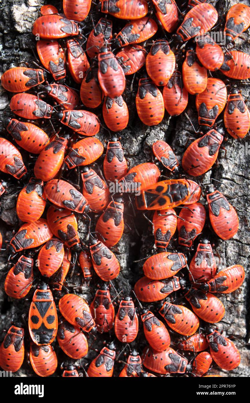 Colony of Pyrrhocoris apterus beetles in the wild on a tree trunk Stock ...