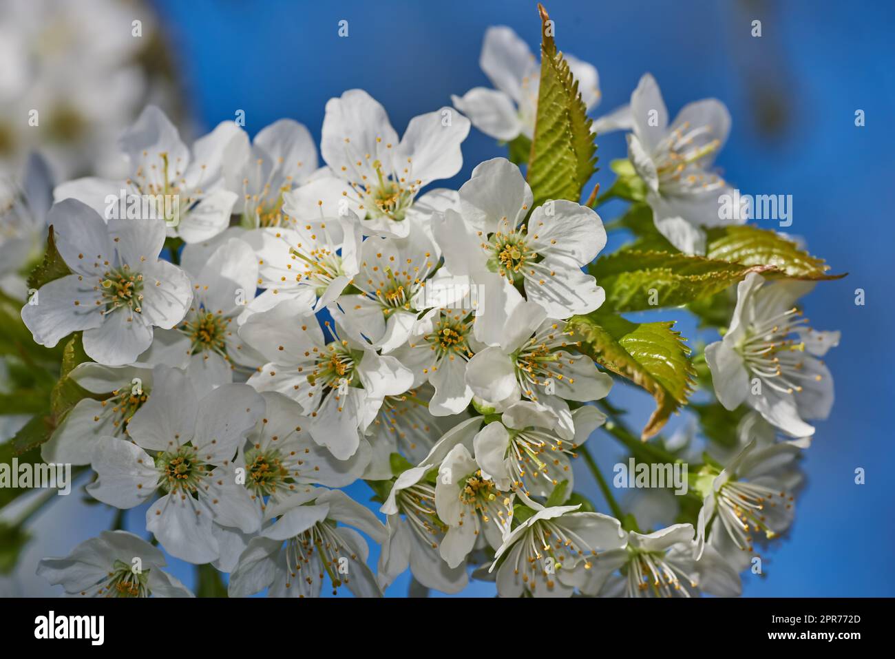 Fruit sun in sky hi-res stock photography and images - Alamy