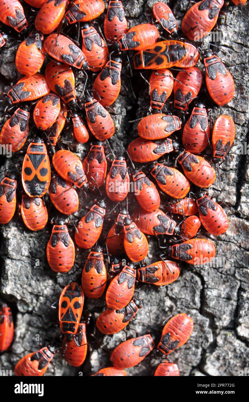Colony of Pyrrhocoris apterus beetles in the wild on a tree trunk Stock ...