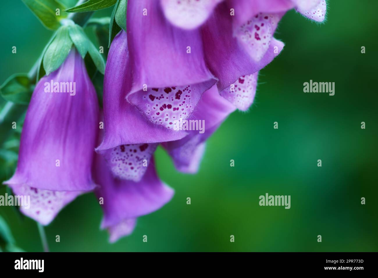 Foxglove tree hi-res stock photography and images - Alamy