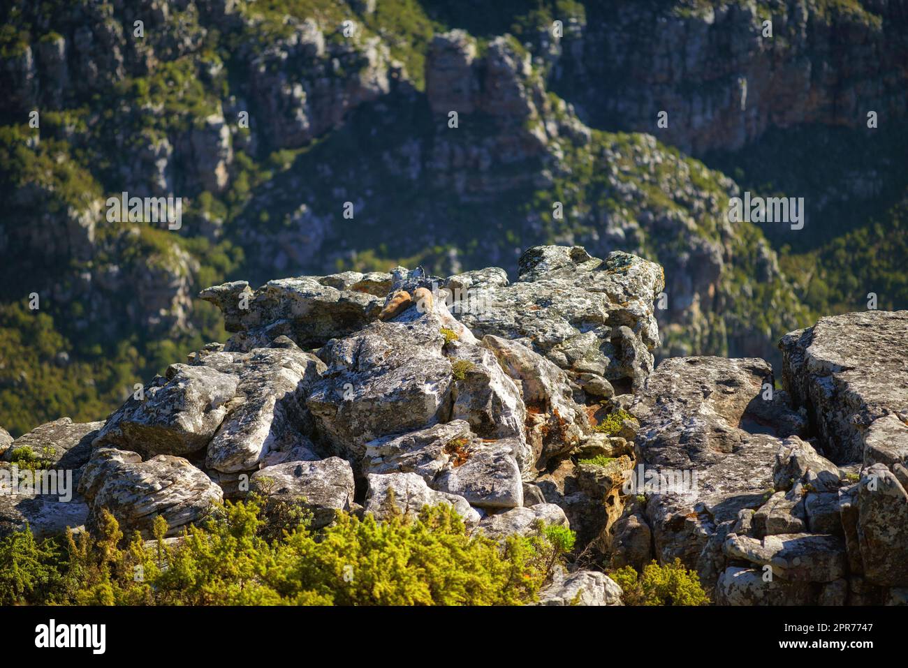 Large rocks on a mountain with lots of greenery. Closeup of rocky Lions ...